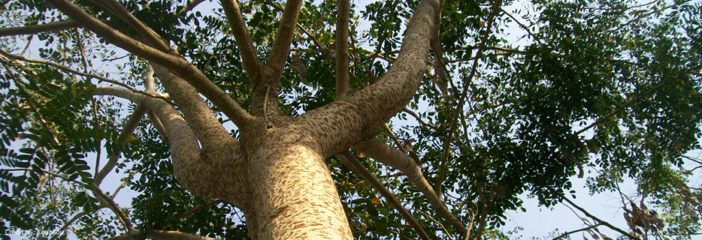 Inventaire forestier et faunique national (IFFN) de la Côte d’Ivoire ...