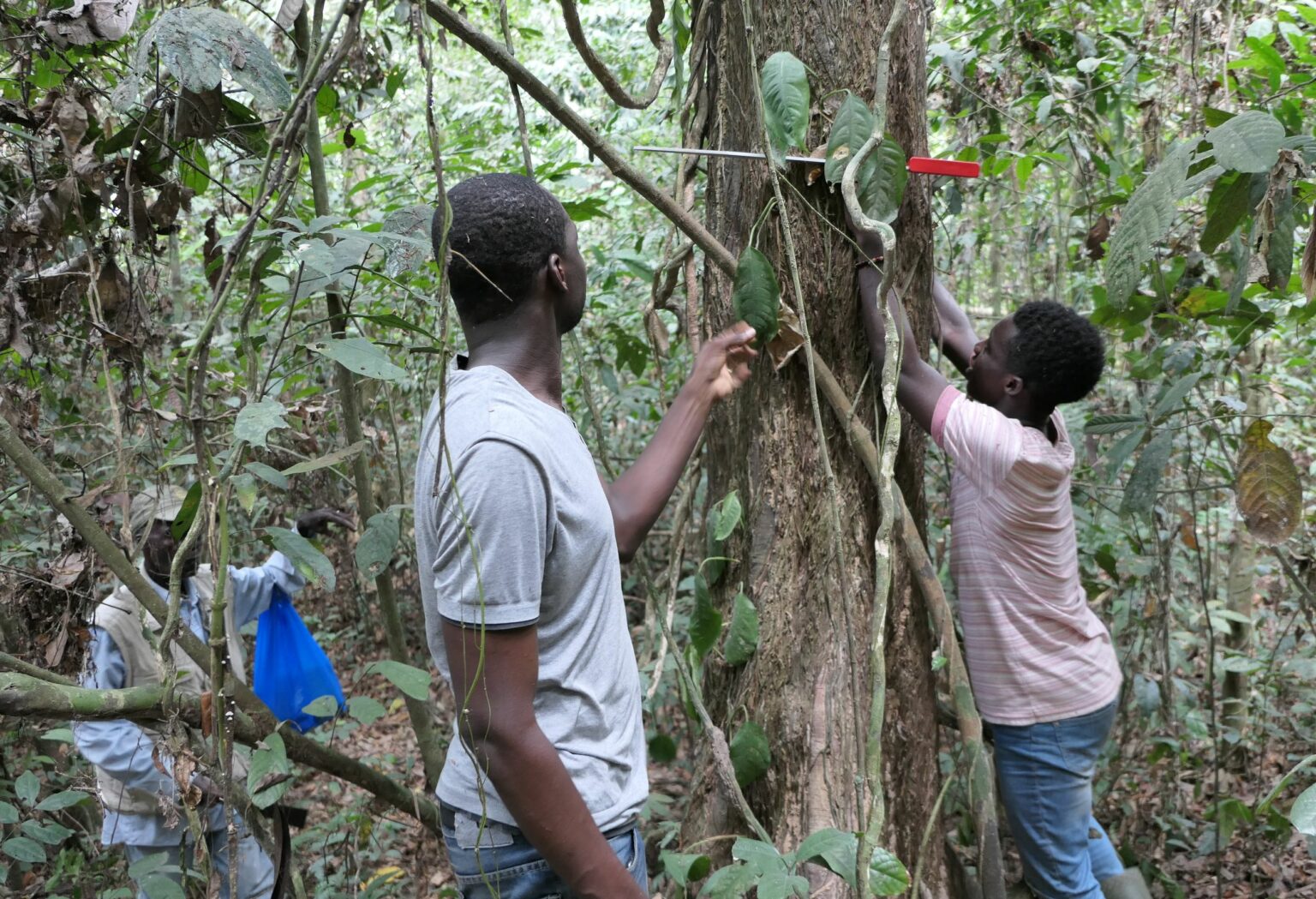 National Forest and Wildlife Inventory (NFWI): the inventory phase is ...