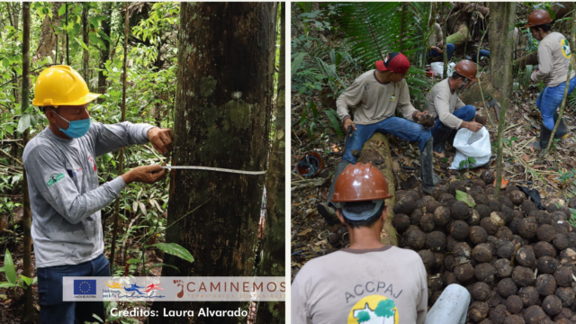 TerrAmaz - Territoires Amazoniens - ONF International