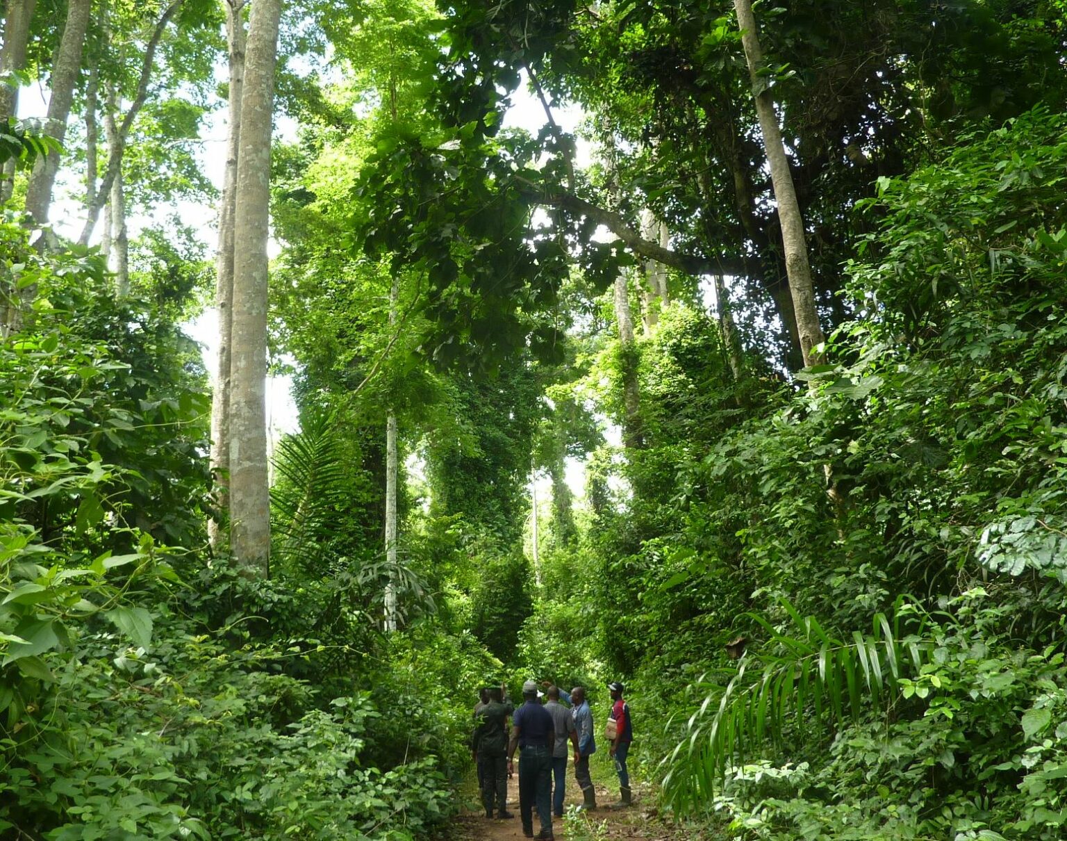 Inventaire forestier et faunique national (IFFN) de la Côte d’Ivoire ...